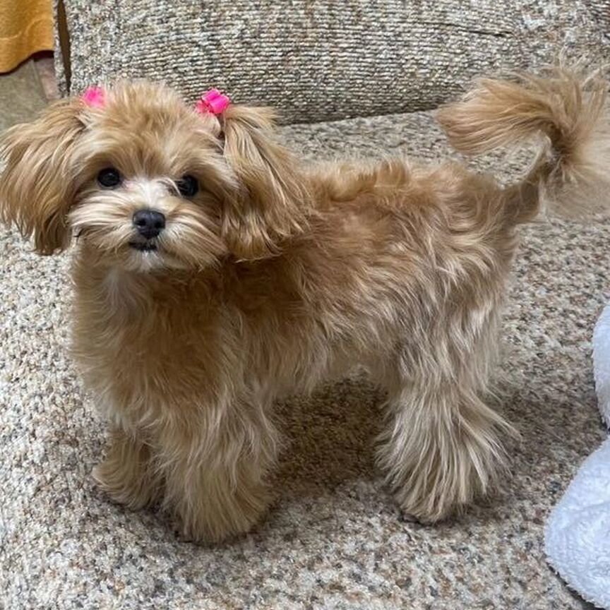 Мальтипу, щенок