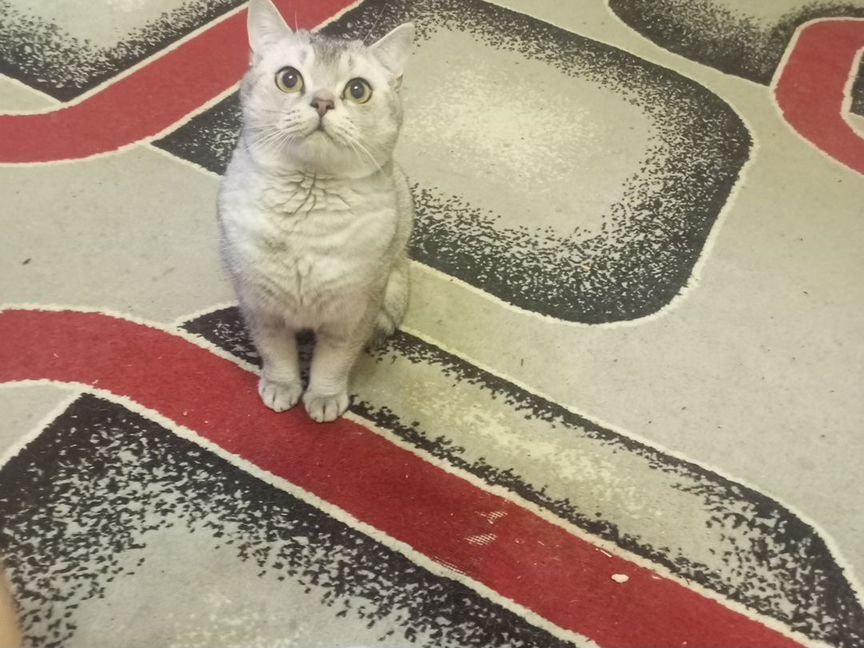 Шотландский кот вязка