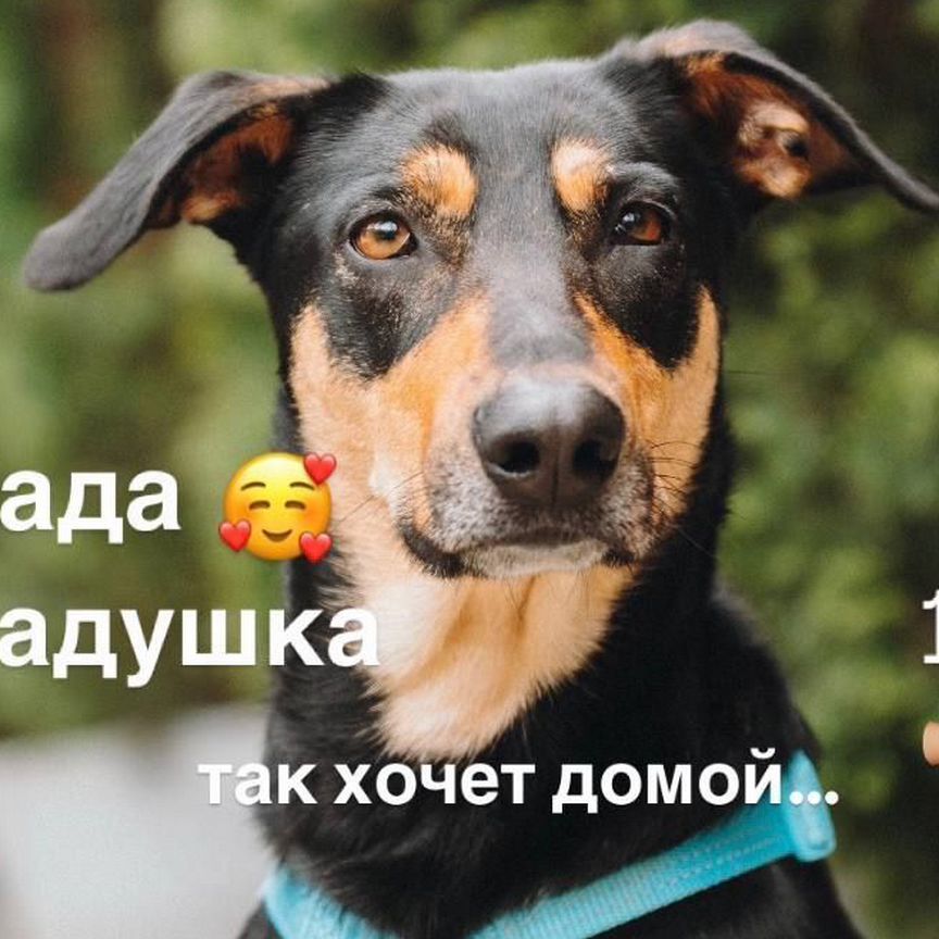 Немецкий пинчер, взрослая собака