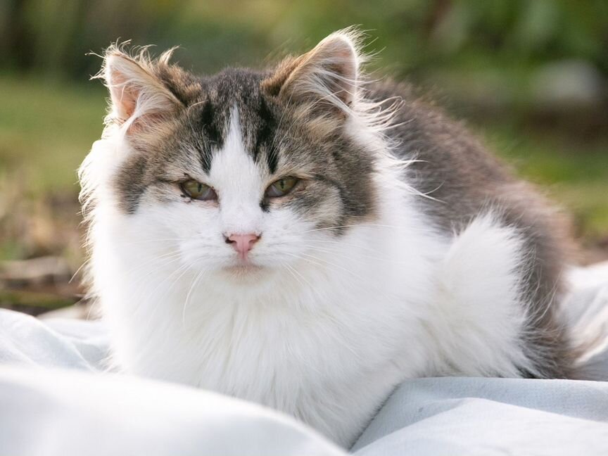 Кошечка 3.5 месяца