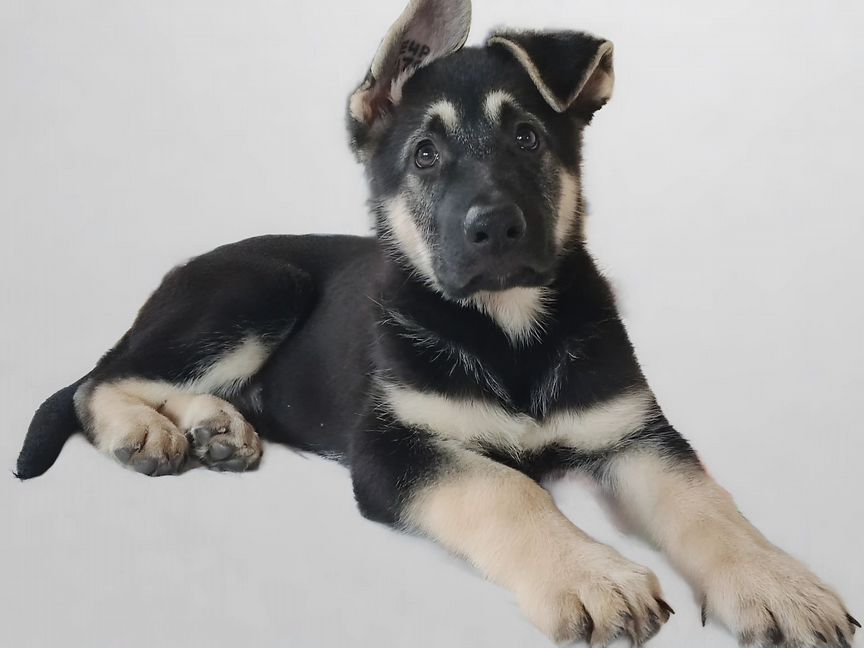 Алиментный щенок вео