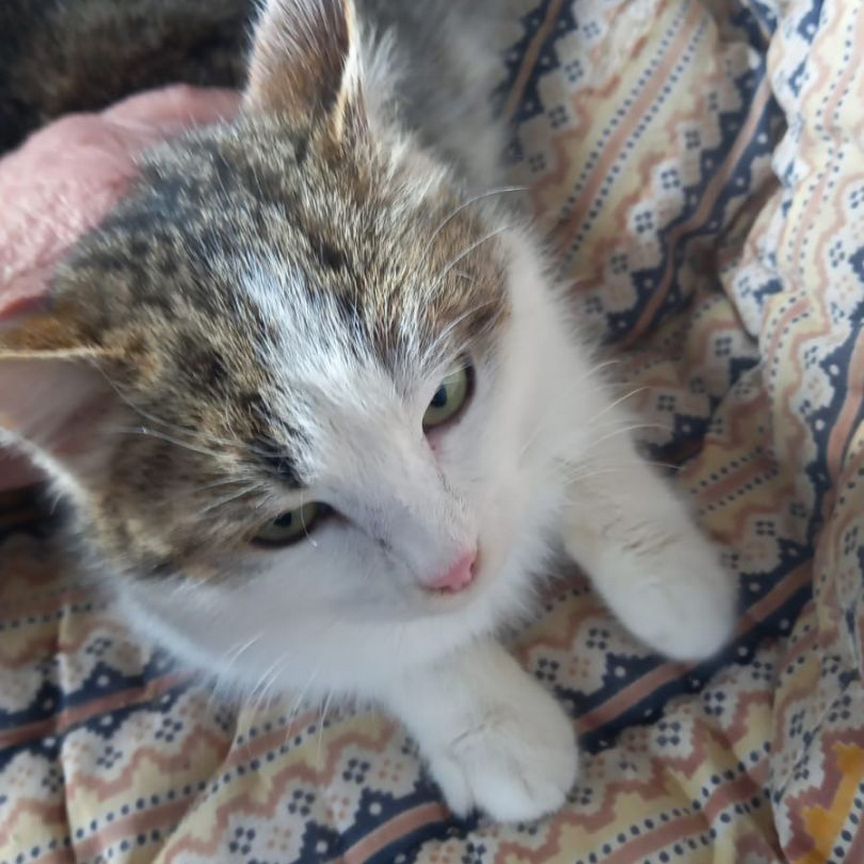 Котеночка ласкушечка подброшек