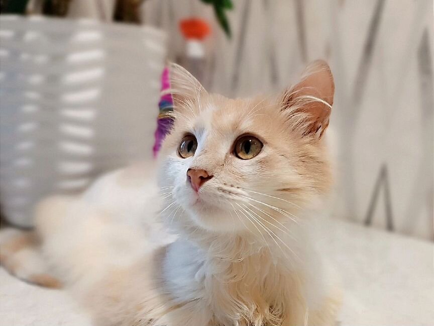 Котик