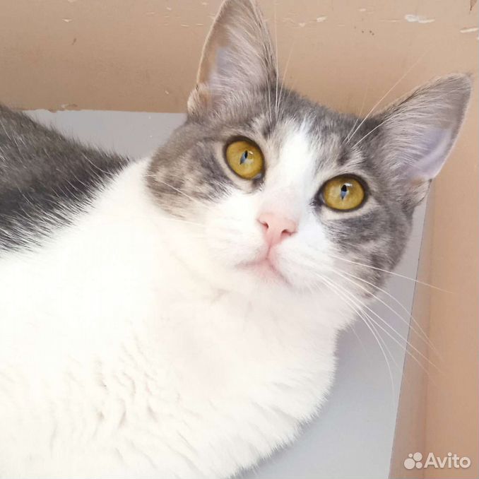 Красавица с янтарными глазками