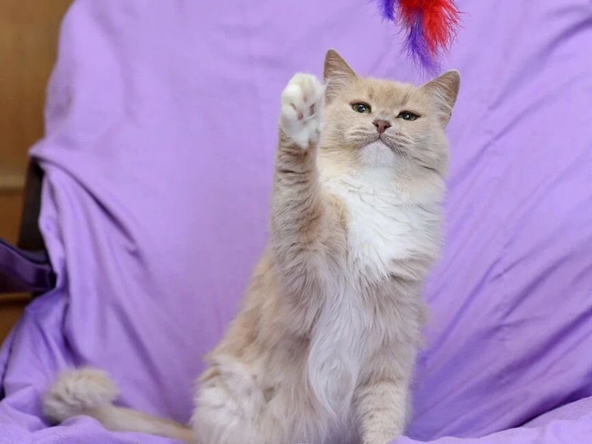 Котёнок Лиза, сибирская, метис ищет родителей