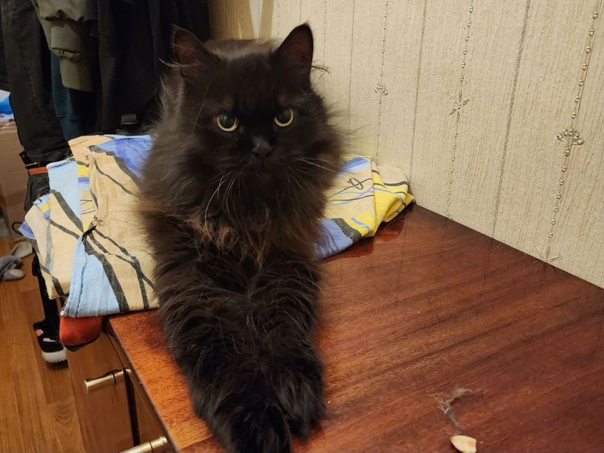 Отдам кота