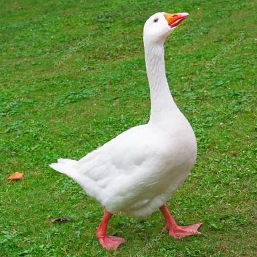 Продам гусей