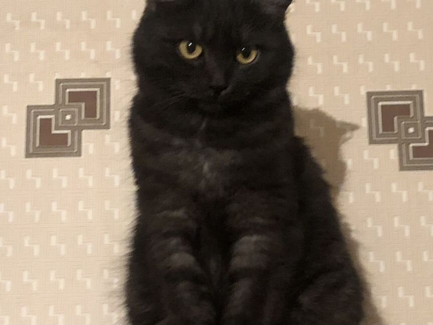 Кошка