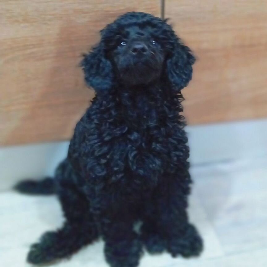 Той-пудель, щенок