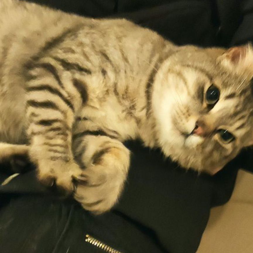 Бывшедомашний котик в любящую семью