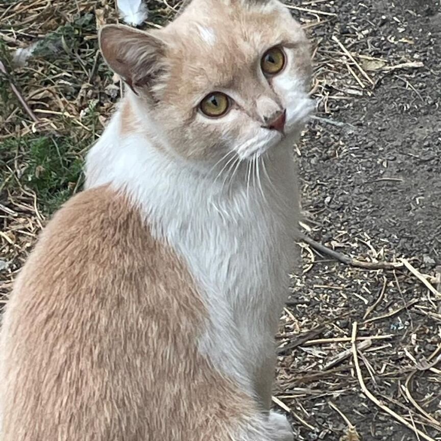 Котята, 9 мес. В добрые руки