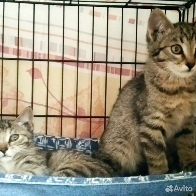 Котята мальчик и девочка., 2,5-3 месяца