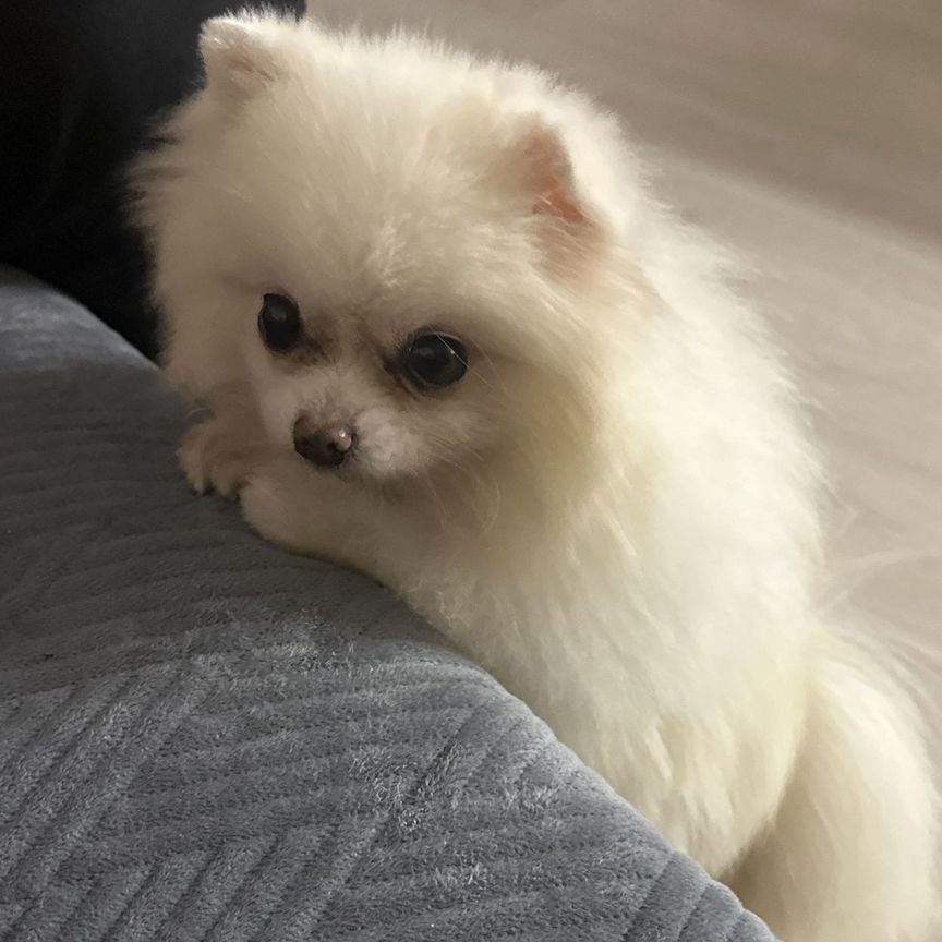 Померанский шпиц, взрослая собака