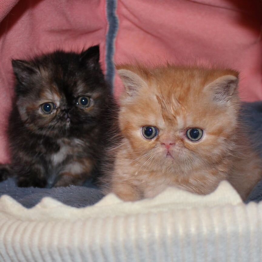 2 котёнка экзота