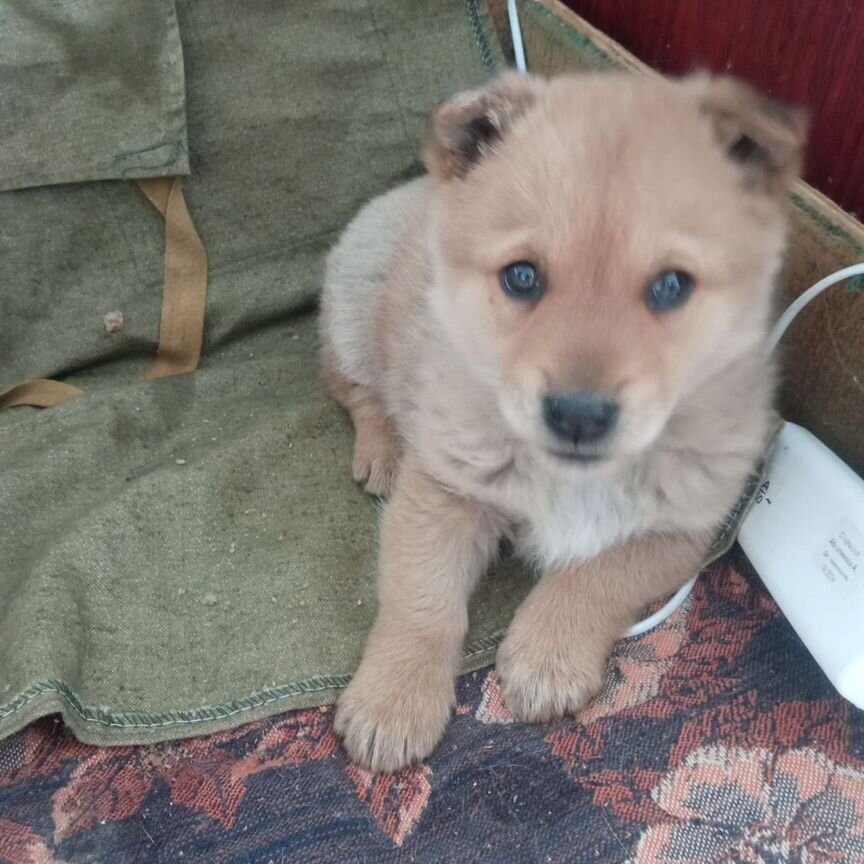 Помесные щенки