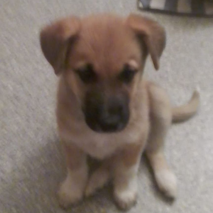 Вельш Корги Пемброк, щенок