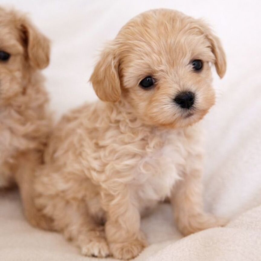 Мальтипу, щенок