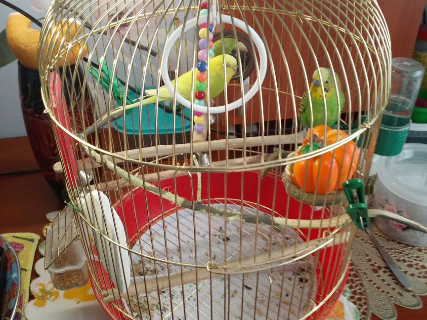 Попугайчики волнистые