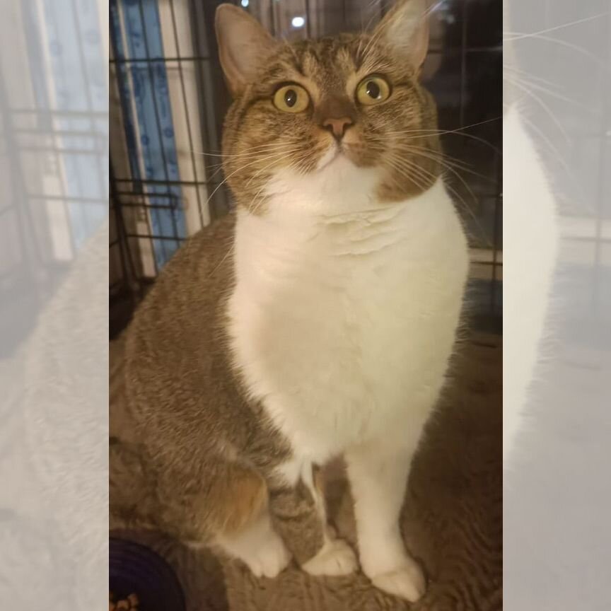 Кошка Варвара в добрые руки