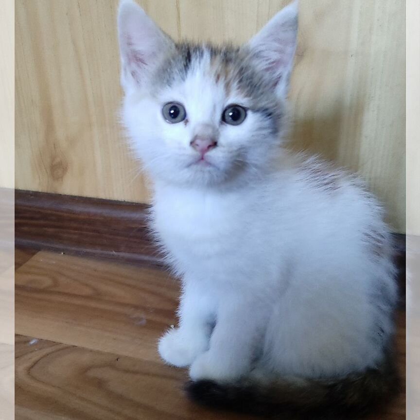 Котёнок в добрые руки