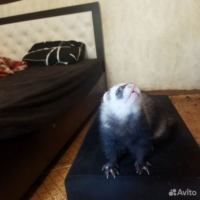 Вязка хорька