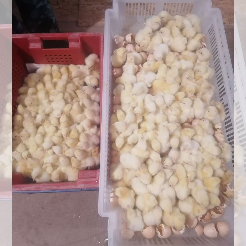 Цыплята бройлеры суточные