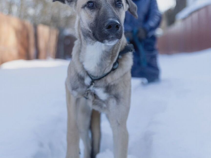 Невероятный пес в добрые руки