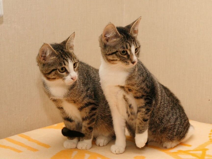 Кошечки в добрые руки