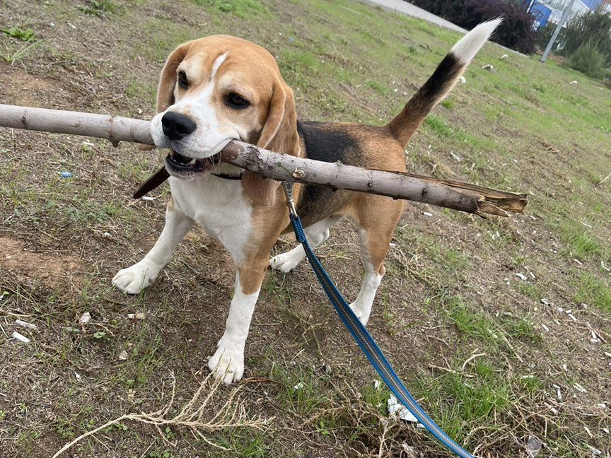 Бигль мужчина -вязка