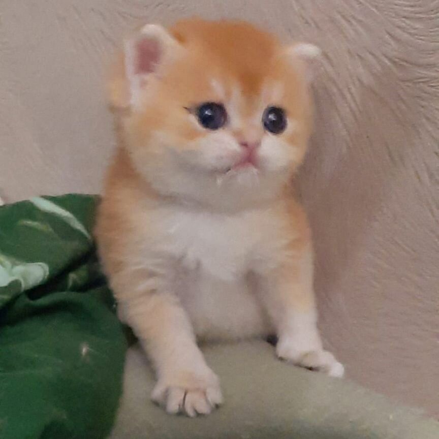 Мальчишка золотой