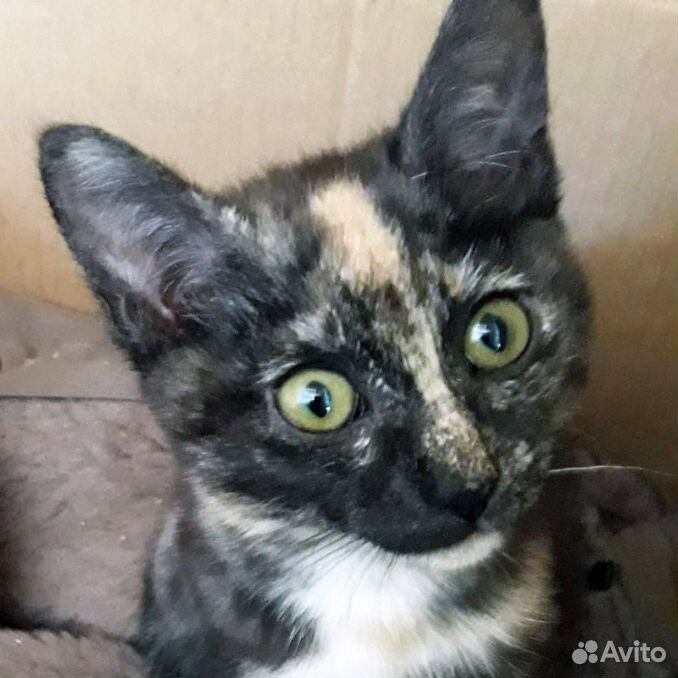 Котенок-девочка черепашкового окраса