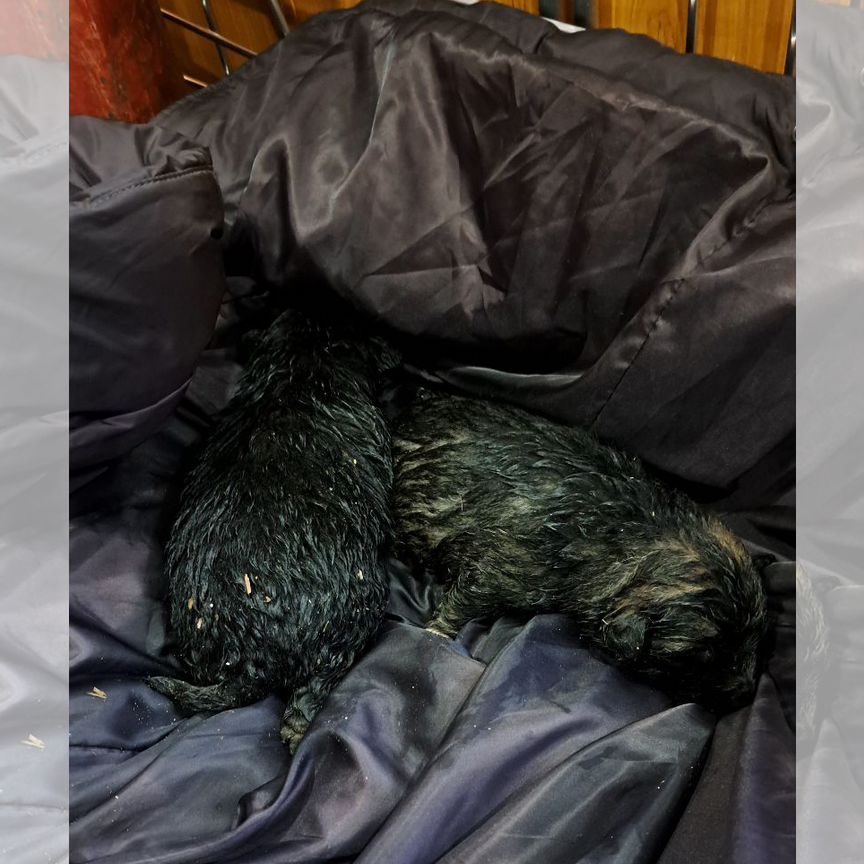 Щенок в добрые руки