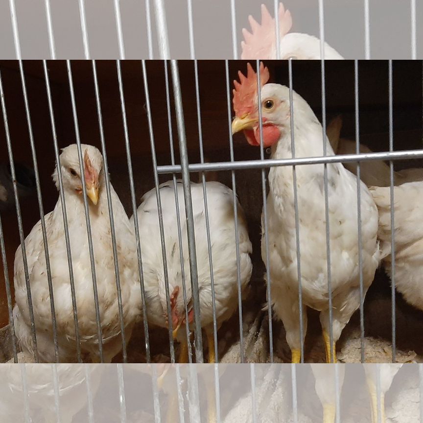 Молодые петухи