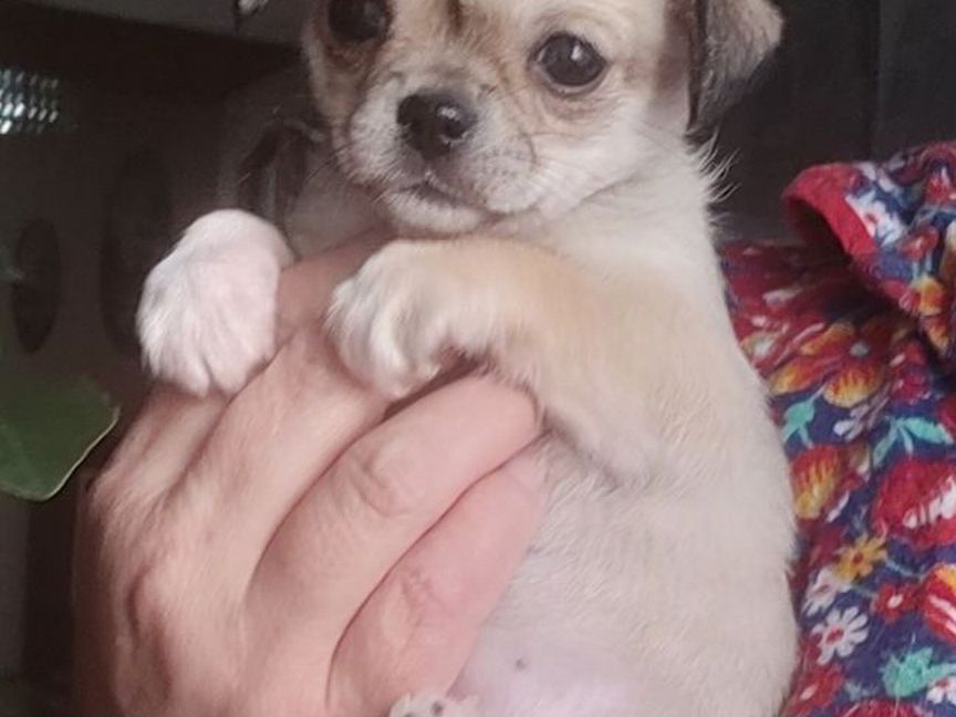 Чихуахуа щенок девочка