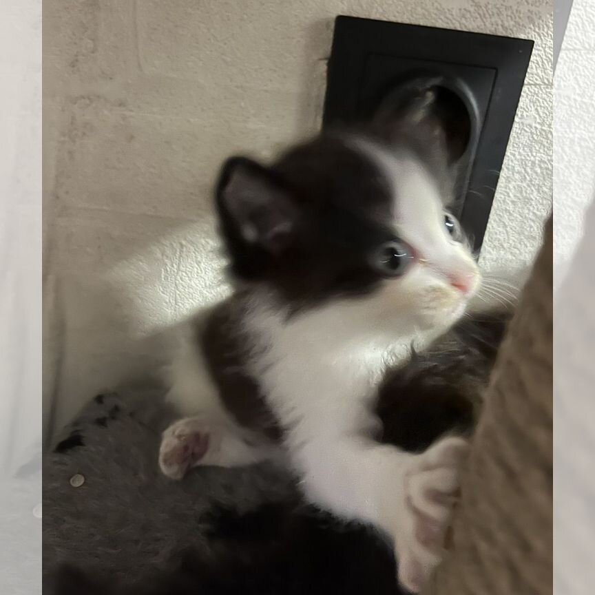 Котёнок в добрые руки