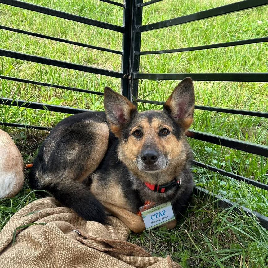 Он так мечтает стать домашним