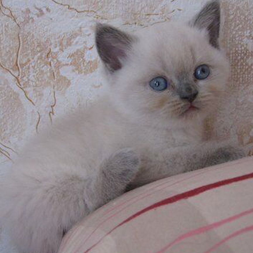 Шотландский вислоухий короткошёрстный котёнок