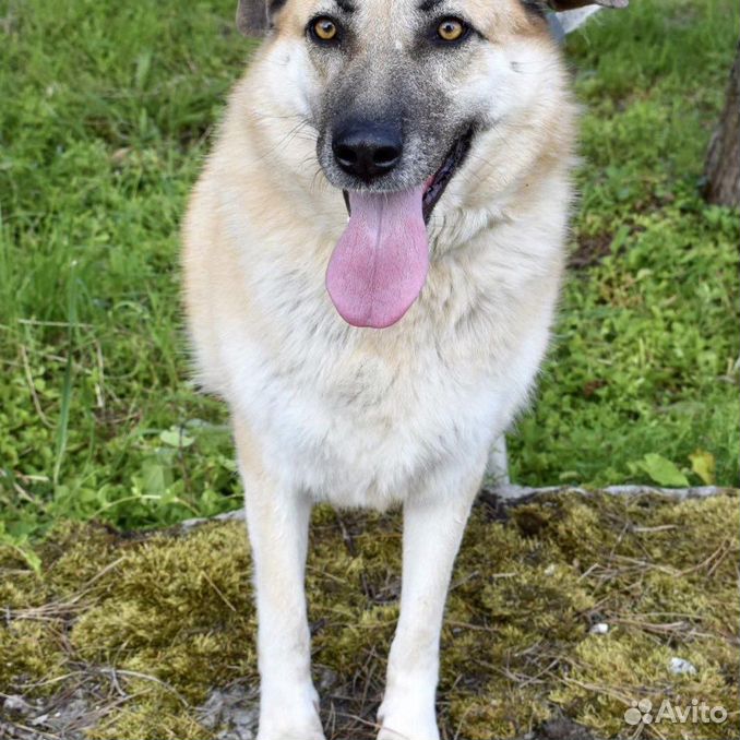 Собака девочка Леси 3 года