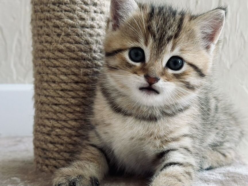 Шотландская золотая шиншилла