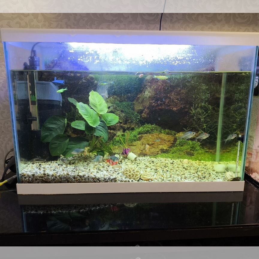 Аквариум 60л с рыбкамм