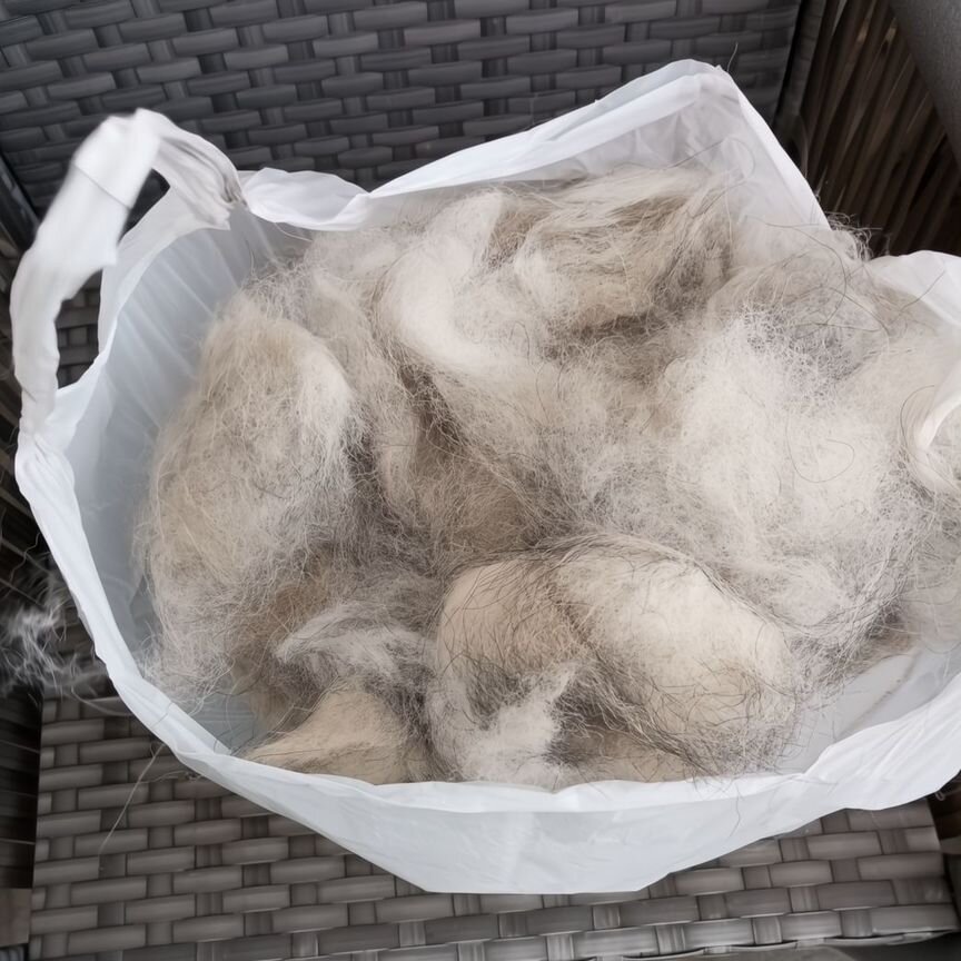 Кавказская овчарка, взрослая собака