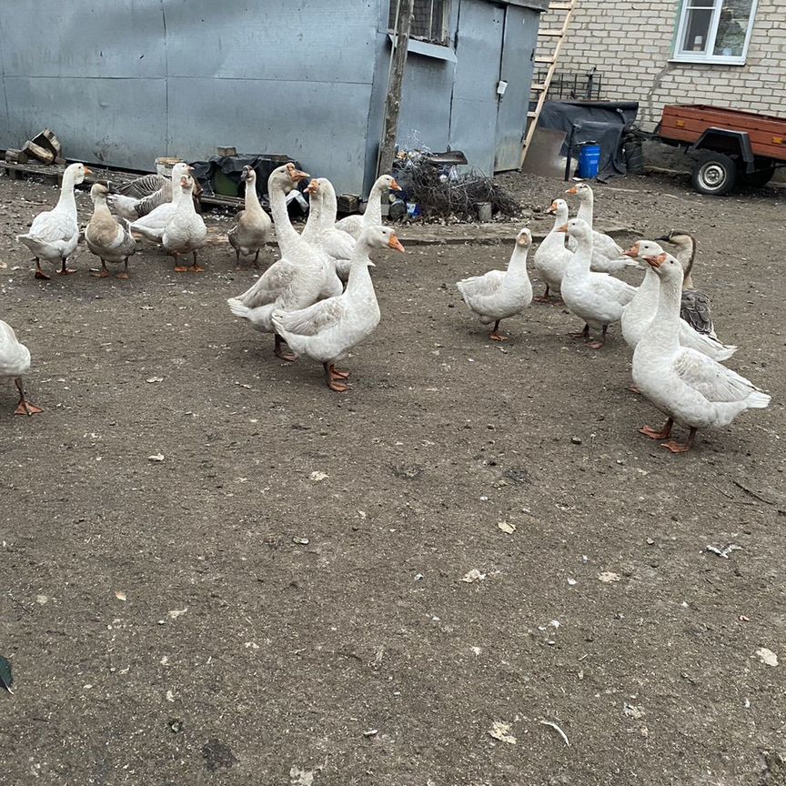 Гусь домашний, индоутки