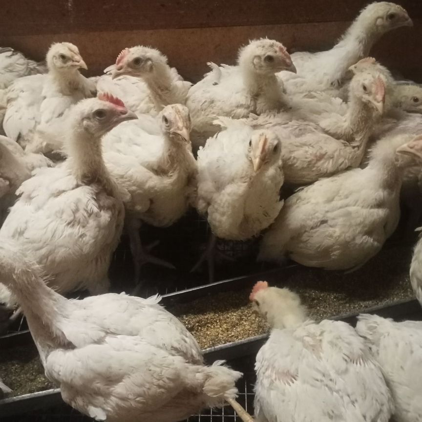 Цыплята бройлер