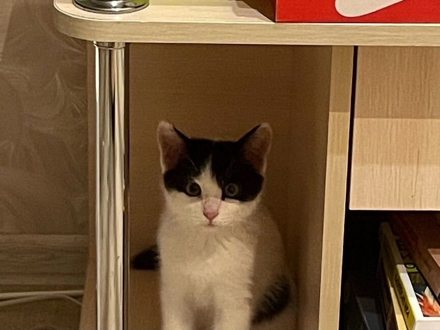 Котик Хрюня, 2 мес., мальчик
