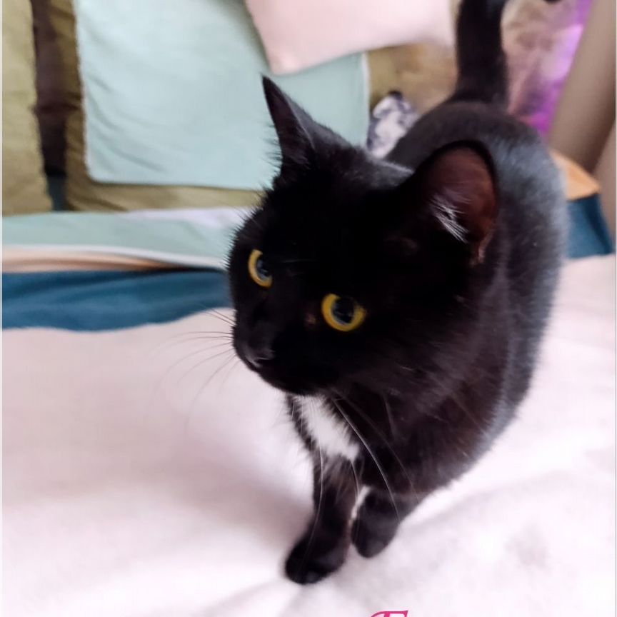 Взрослая, кошка в добрые руки