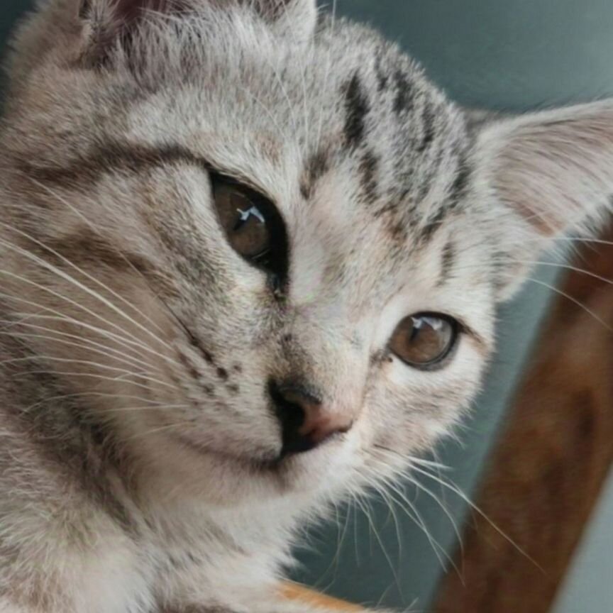 Котейка котейка котейка котейка