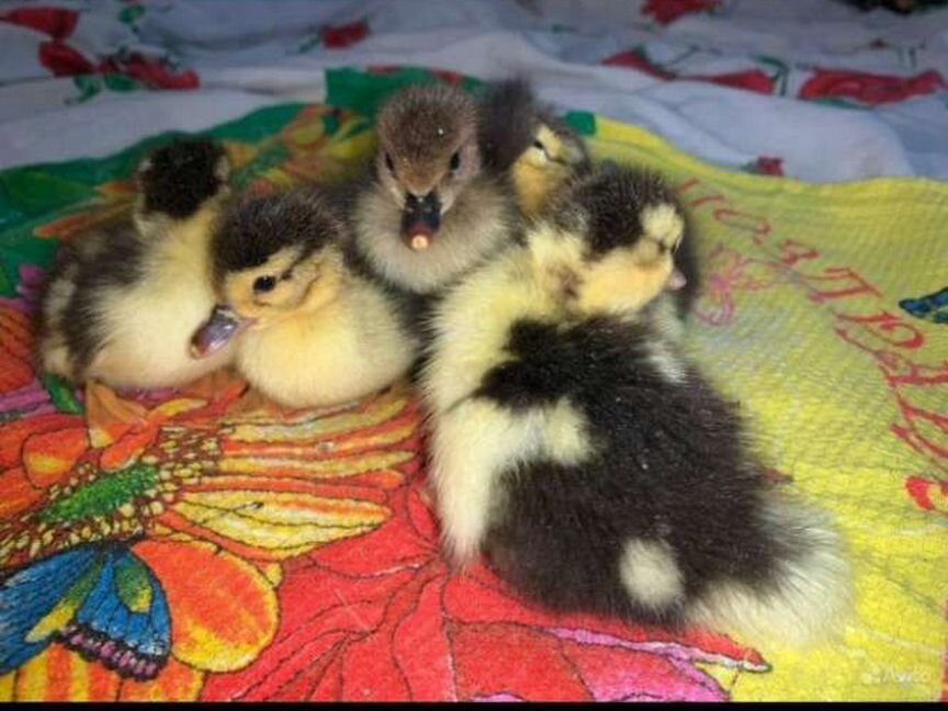 Индоутята суточные