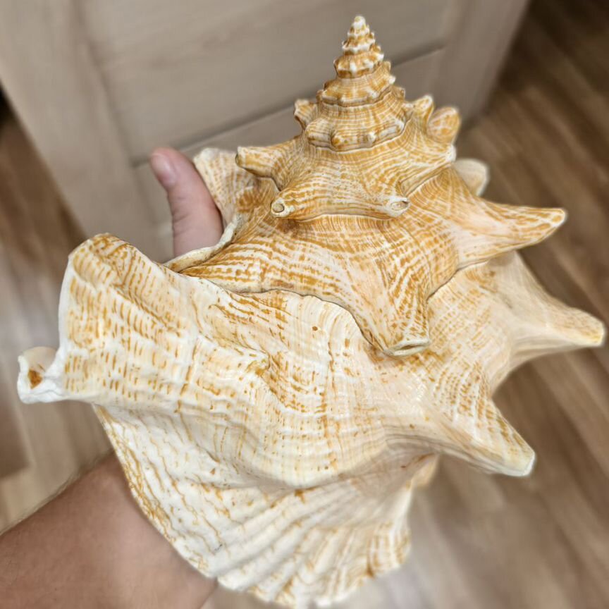 Огромная морская ракушка