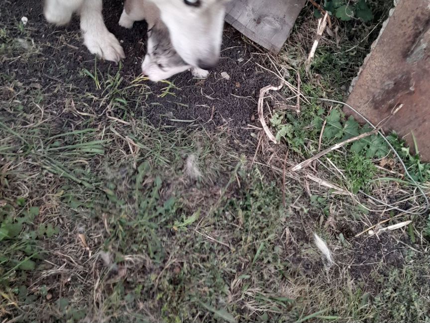 Щенок маламута и хаски