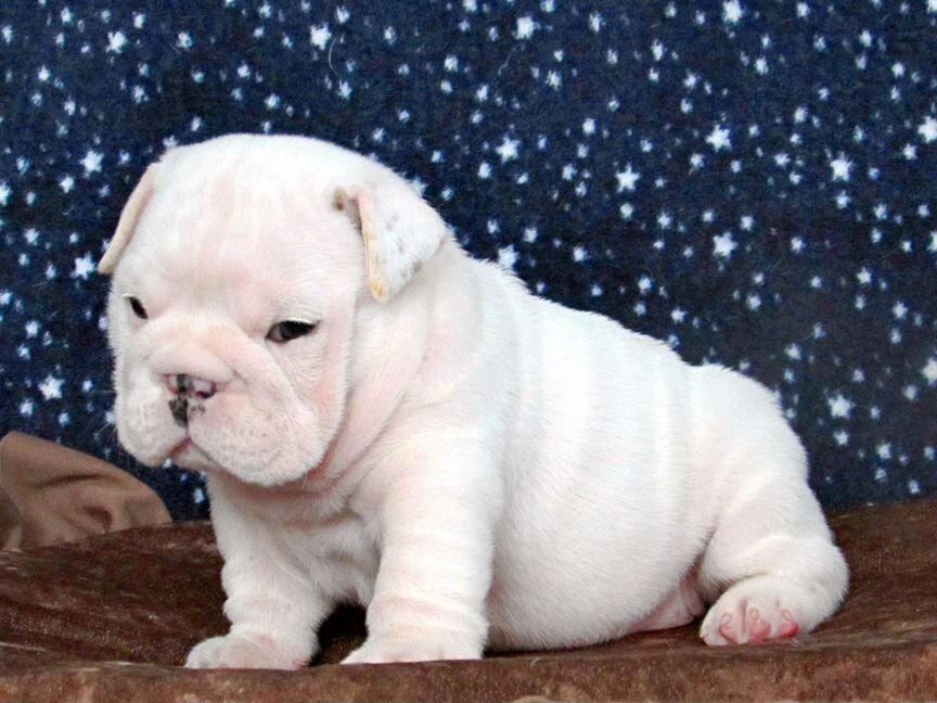 Мальчик английского бульдога